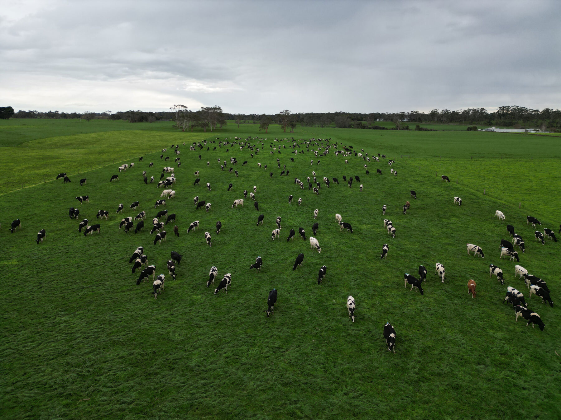 About Us – Australian Consolidated Milk